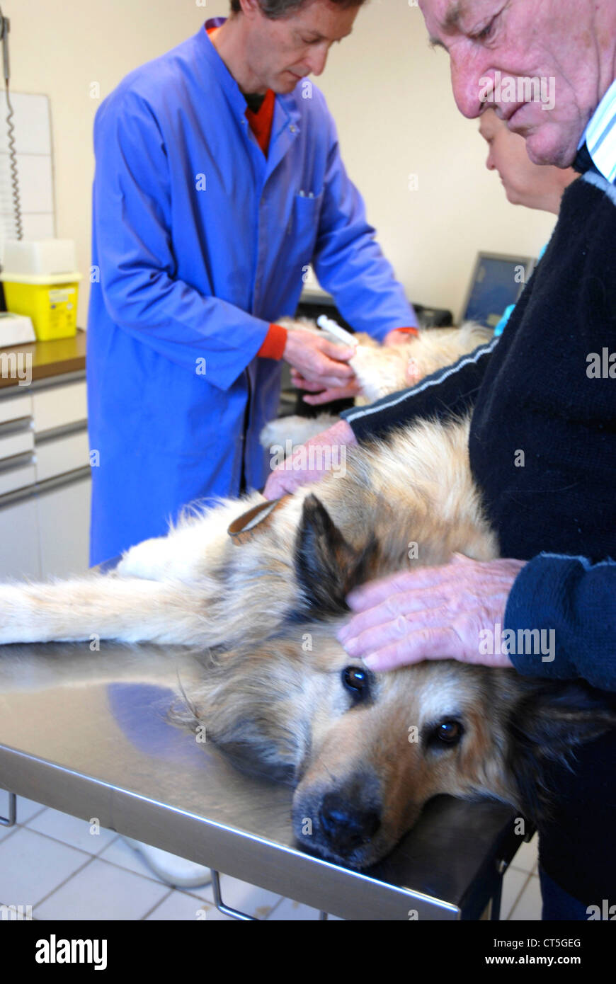 Veterinary support hi-res stock photography and images - Alamy