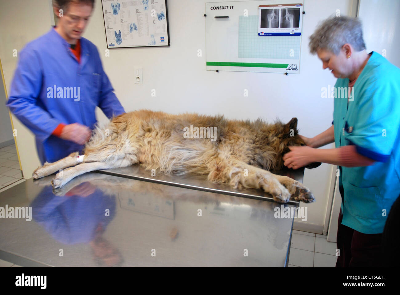 Animals surgery room hi-res stock photography and images - Alamy