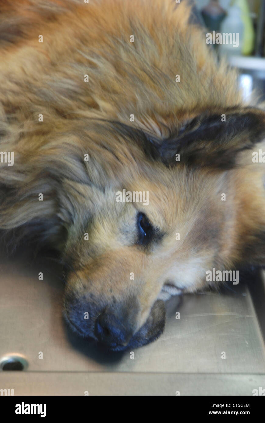 Cephalic region hi-res stock photography and images - Alamy