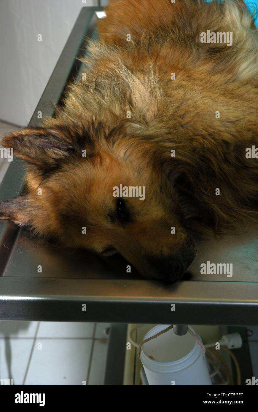 Animal euthanasia hi-res stock photography and images - Alamy