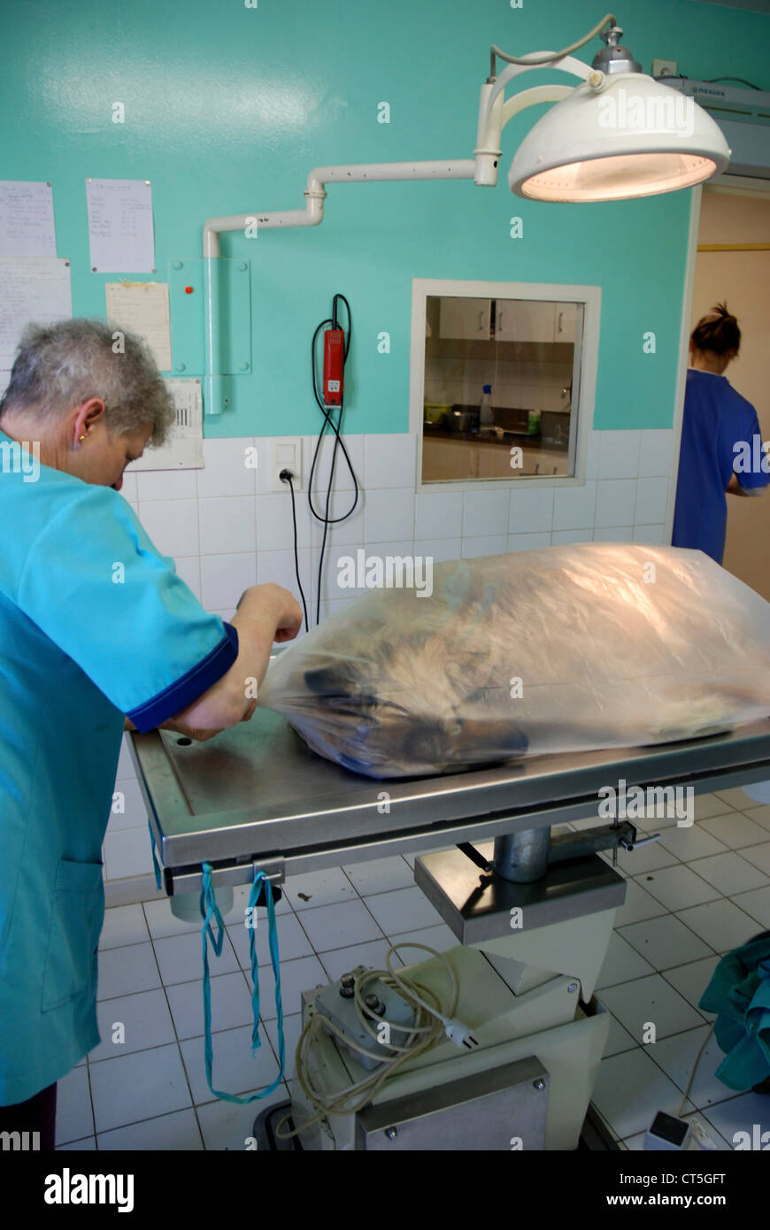 Veterinary euthanasia hi-res stock photography and images - Alamy