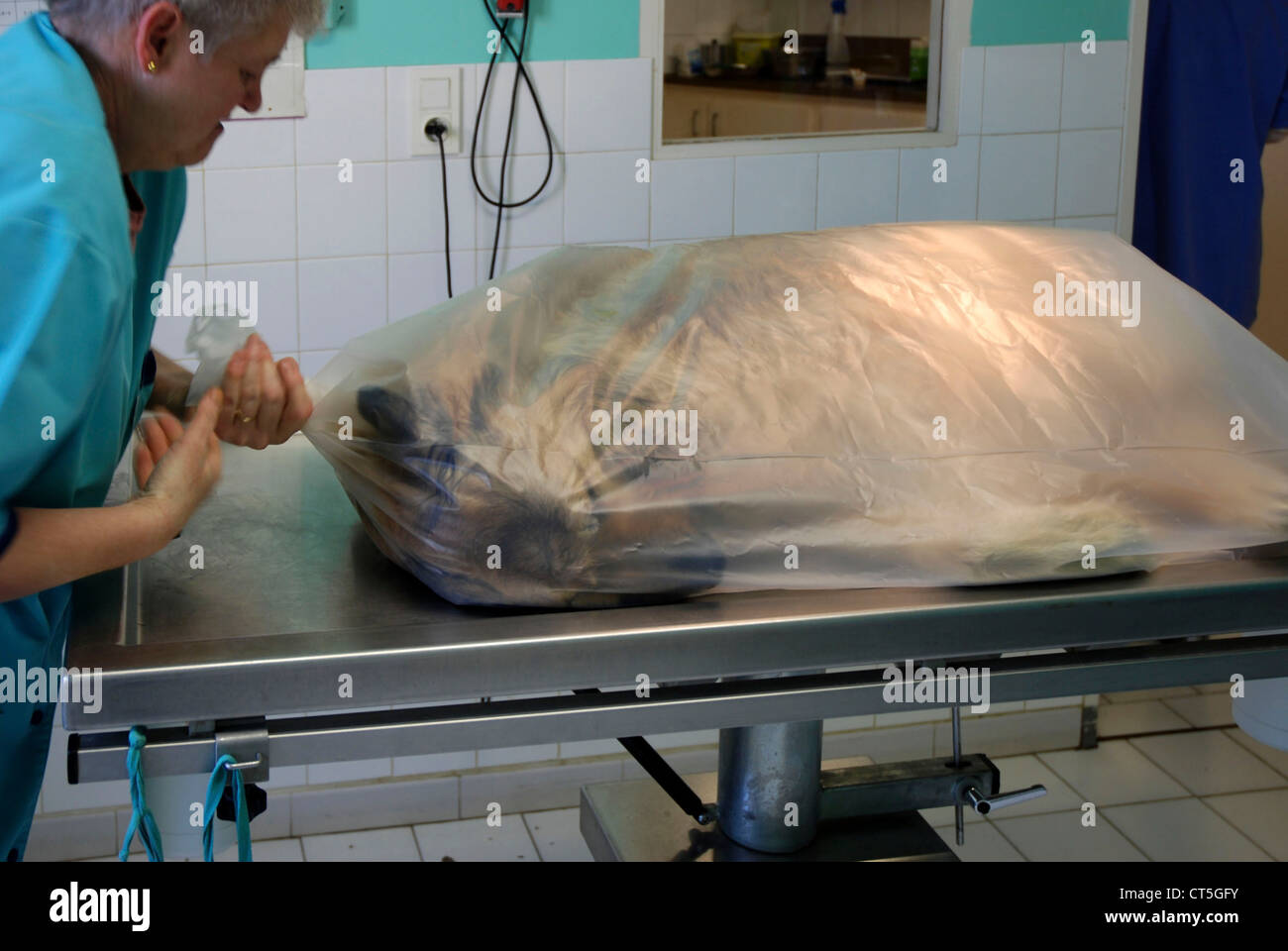 Veterinary euthanasia hi-res stock photography and images - Alamy