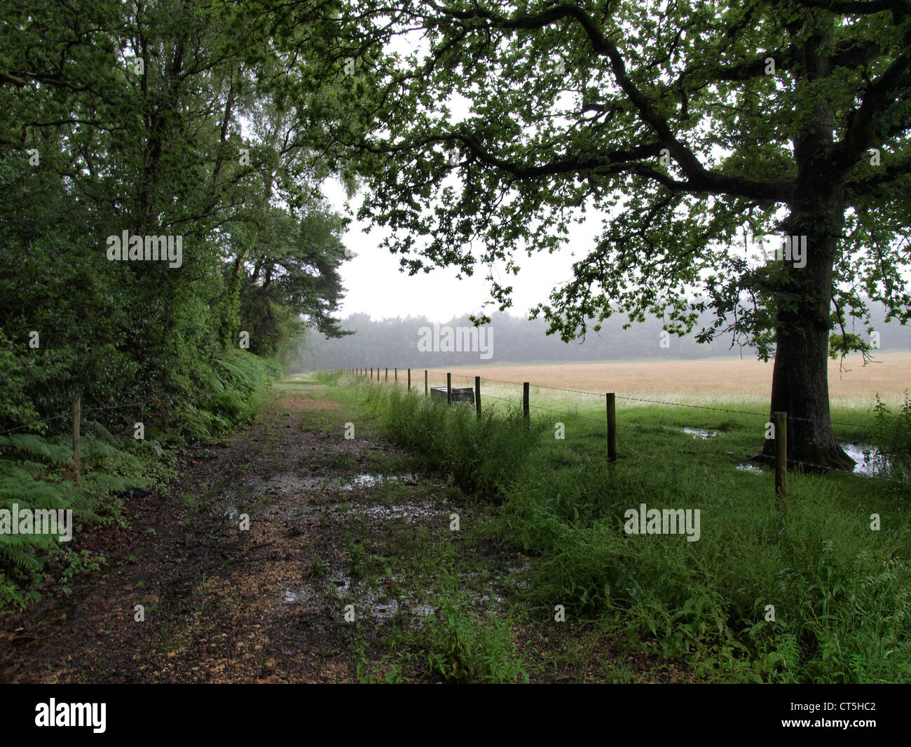 Track and field great britain hi-res stock photography and images - Alamy