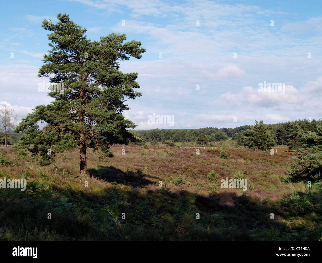 Dorset Heath, UK Stock Photo - Alamy