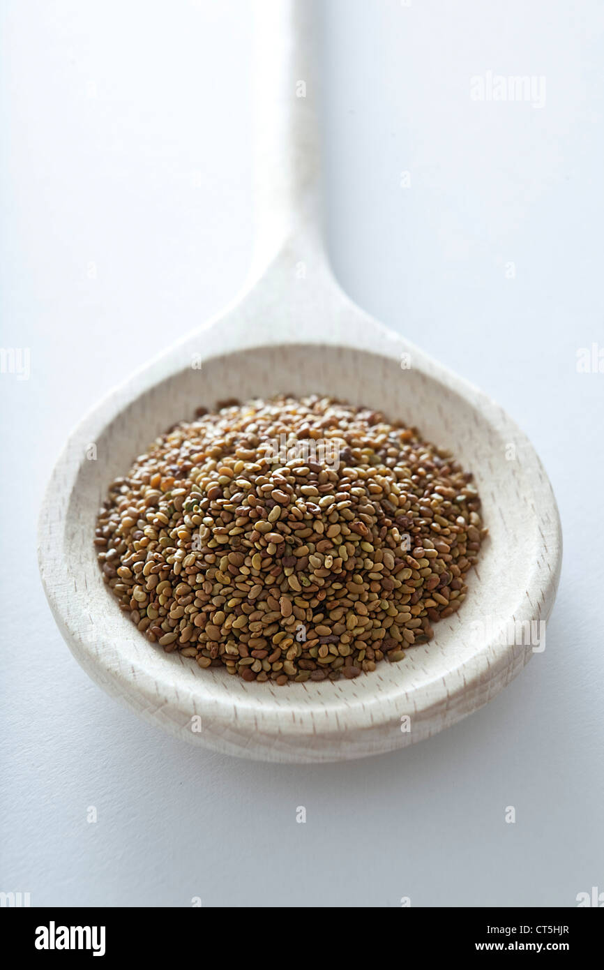 Lucerne plant hi-res stock photography and images - Alamy