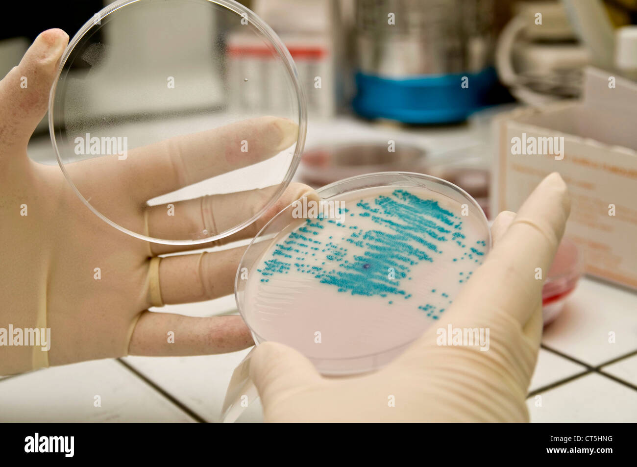 Bacteriology petri dish hi-res stock photography and images - Alamy