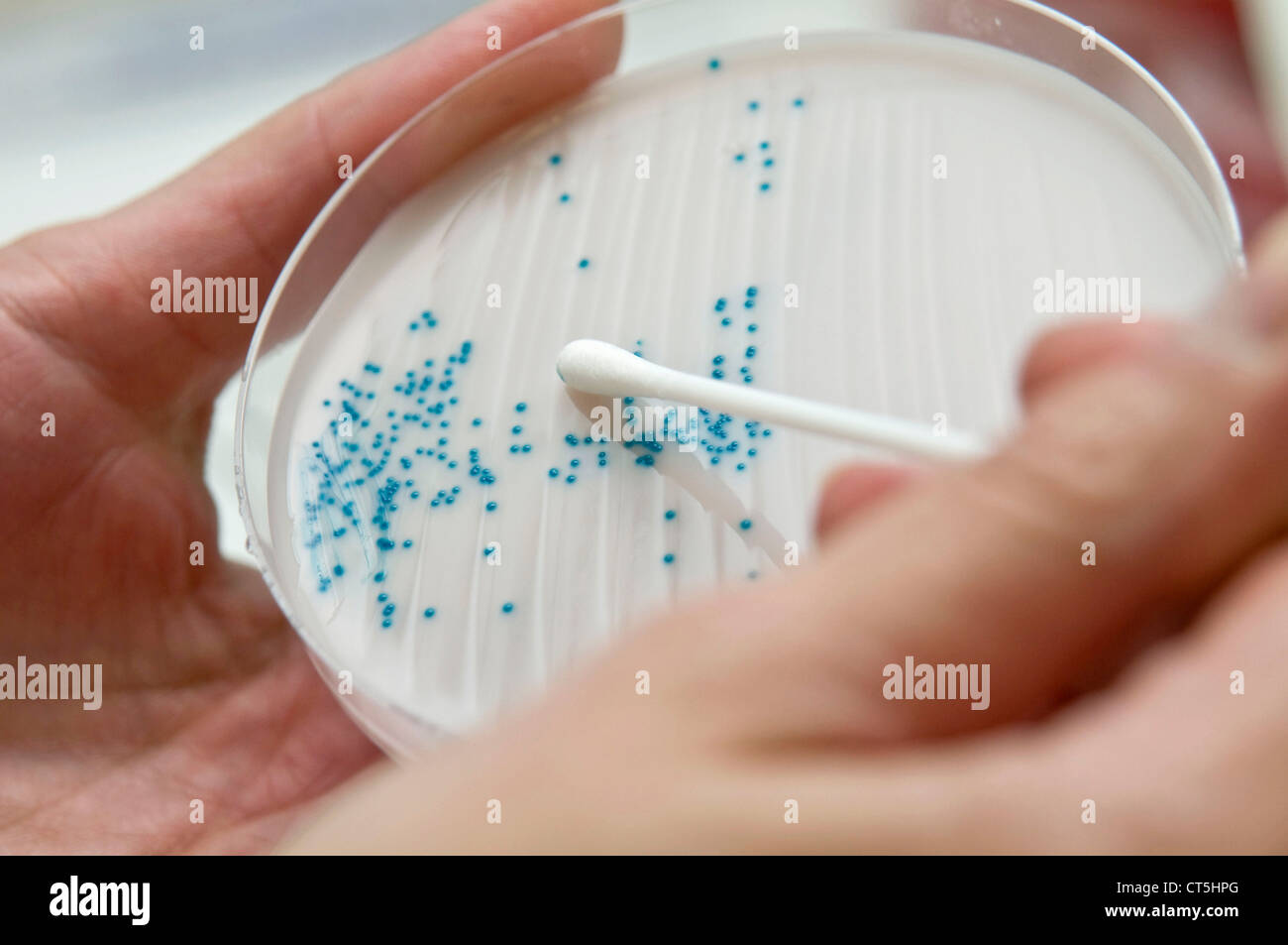 Growing bacteria petri dishes hi-res stock photography and images - Alamy