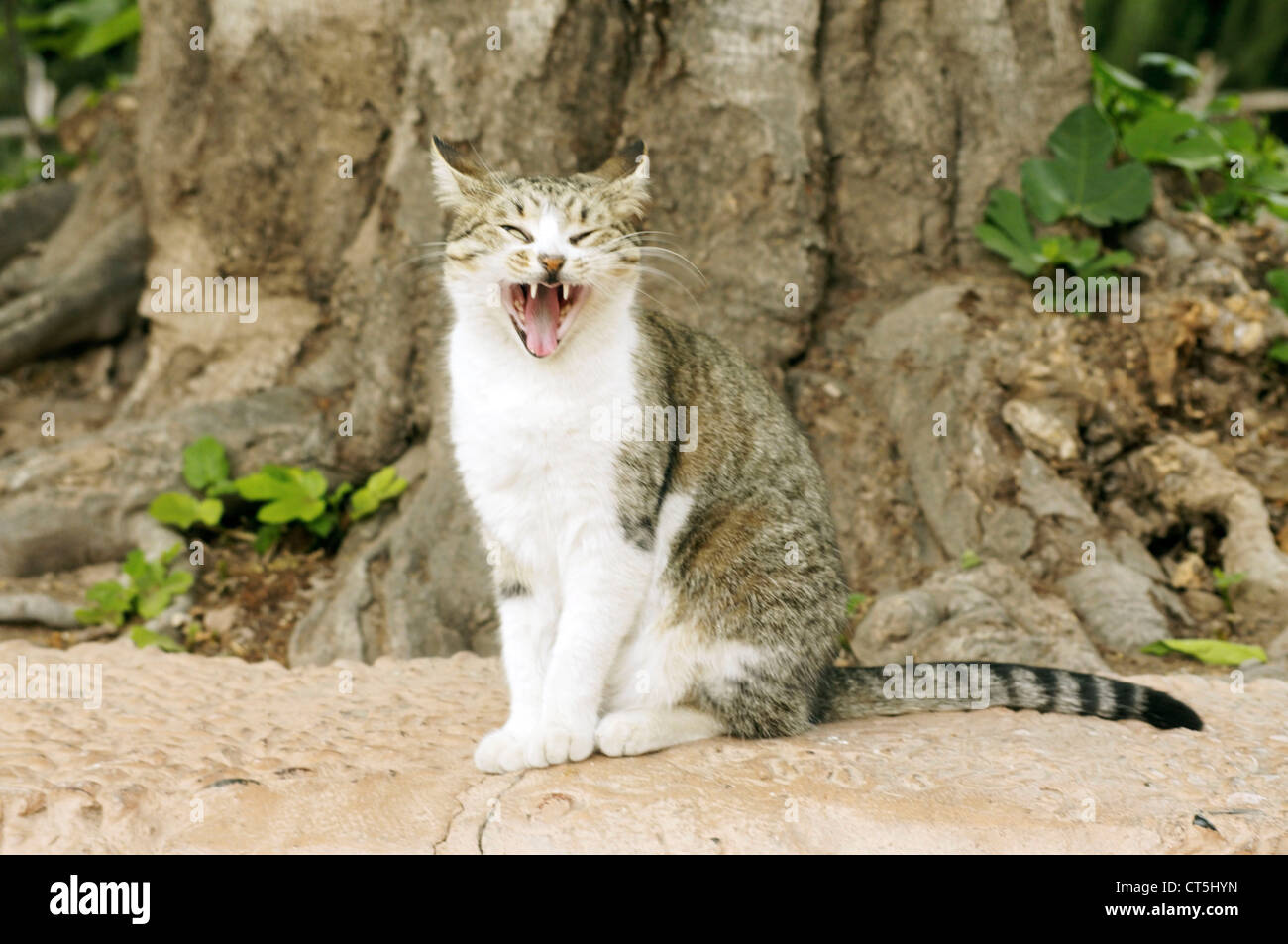 Screaming cat hi-res stock photography and images - Alamy