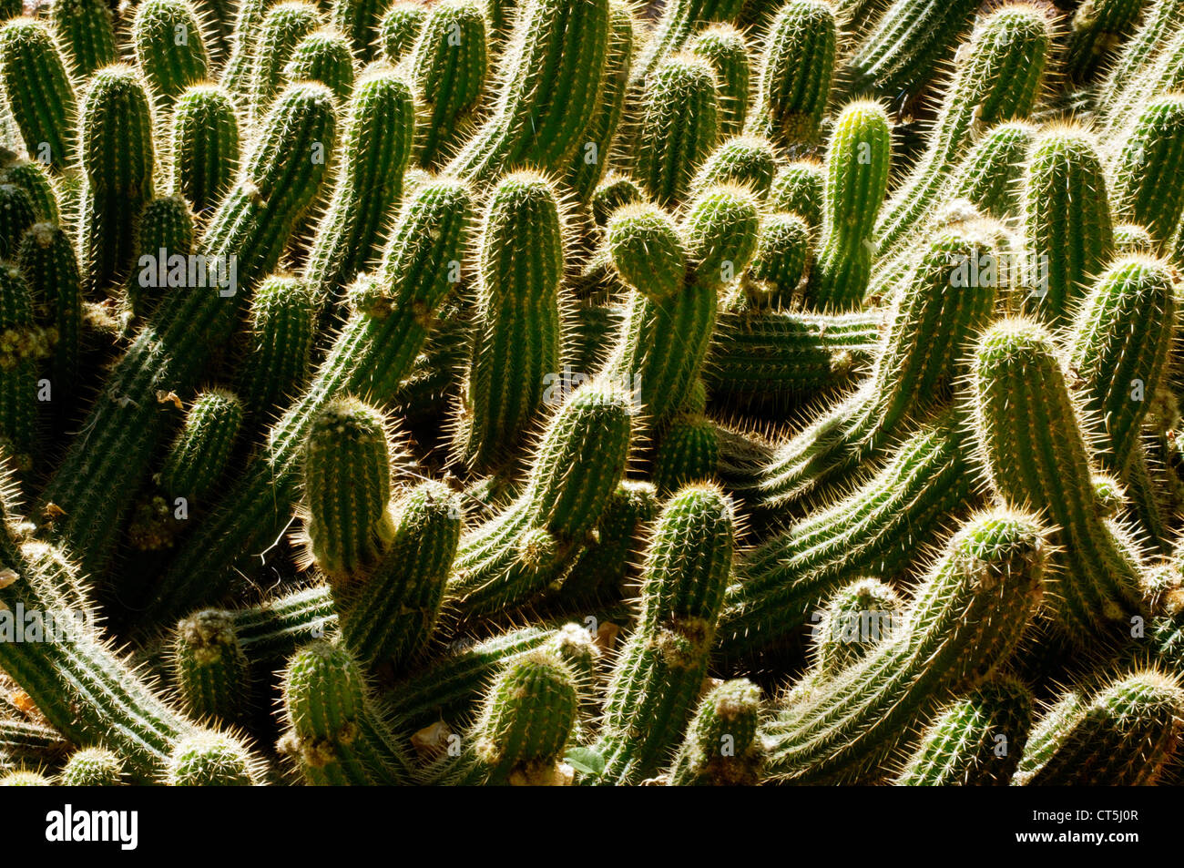 Cactus textures hi-res stock photography and images - Alamy