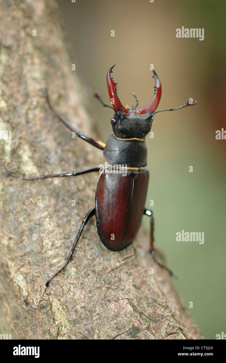 EUROPEAN STAG BEETLE Stock Photo - Alamy