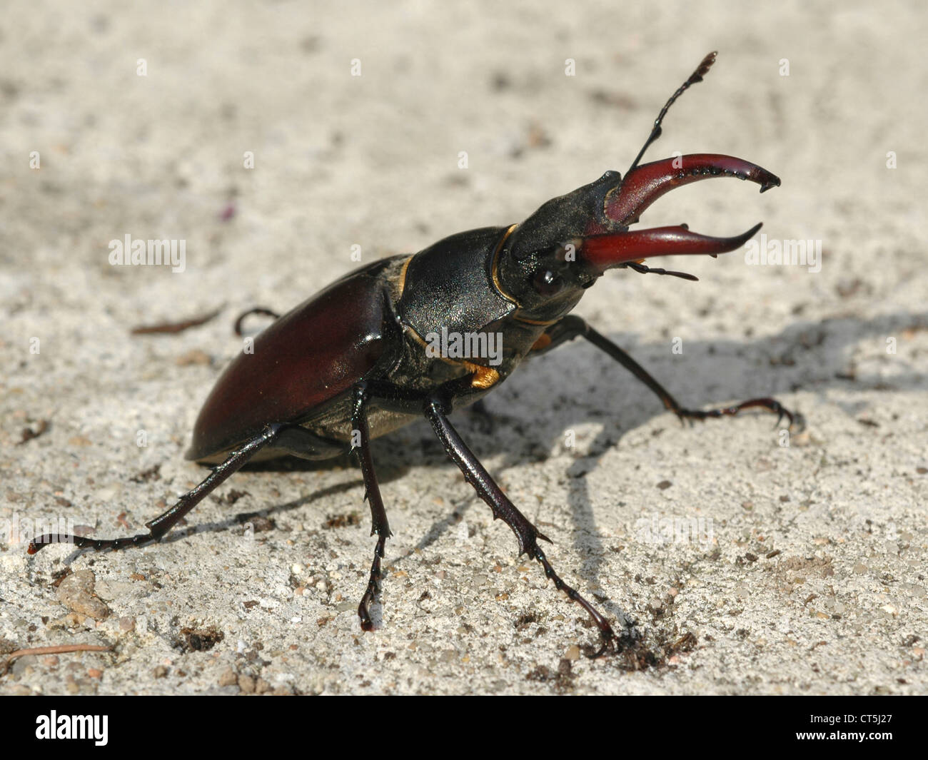 EUROPEAN STAG BEETLE Stock Photo - Alamy