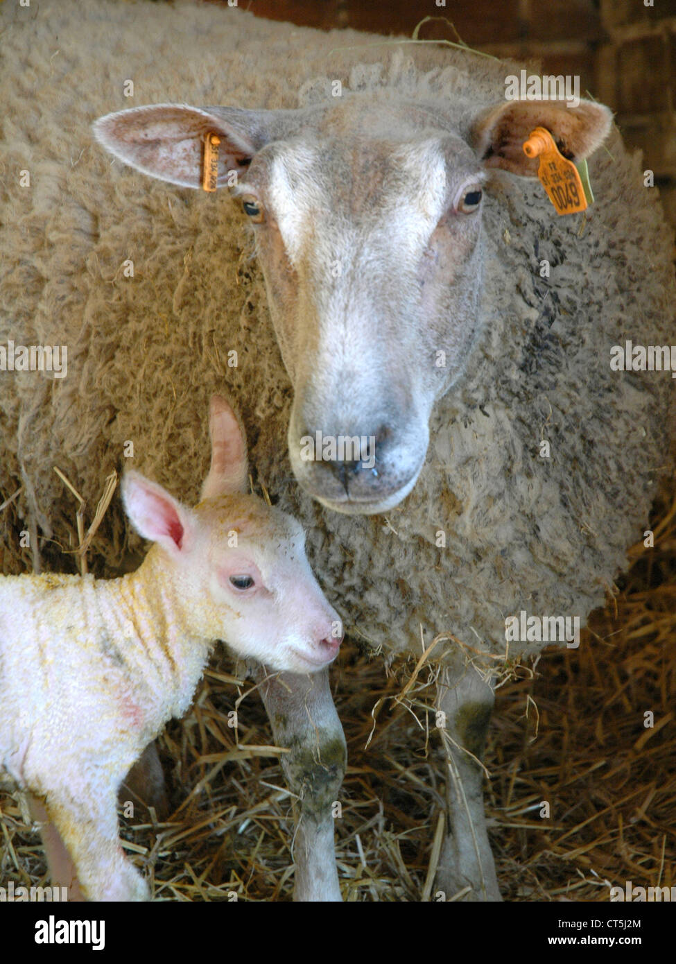 Goat mummy hi-res stock photography and images - Alamy