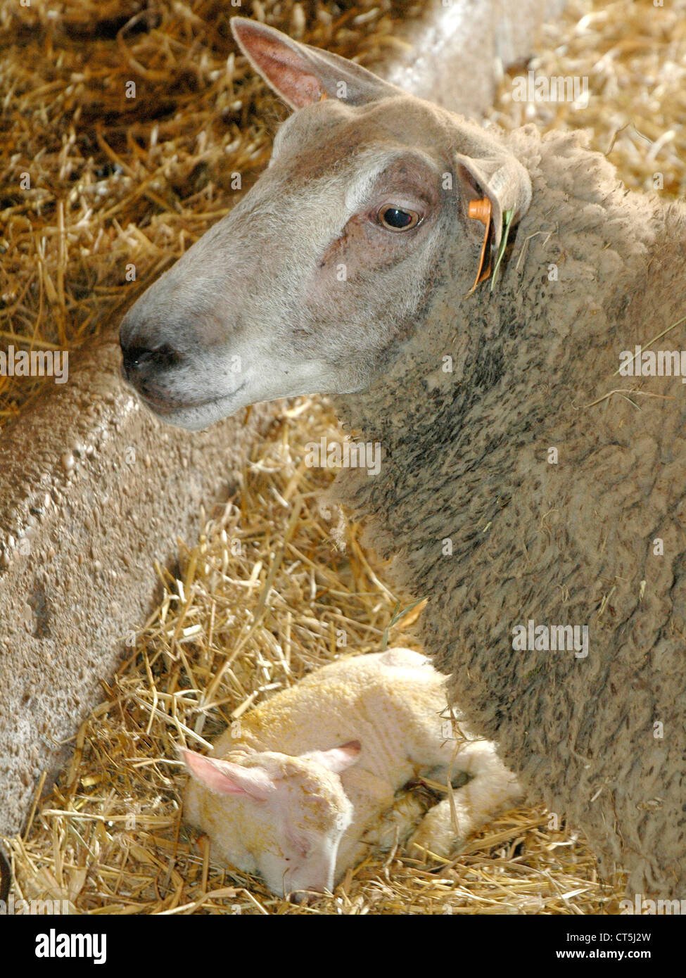 Mature ewe hi-res stock photography and images - Alamy