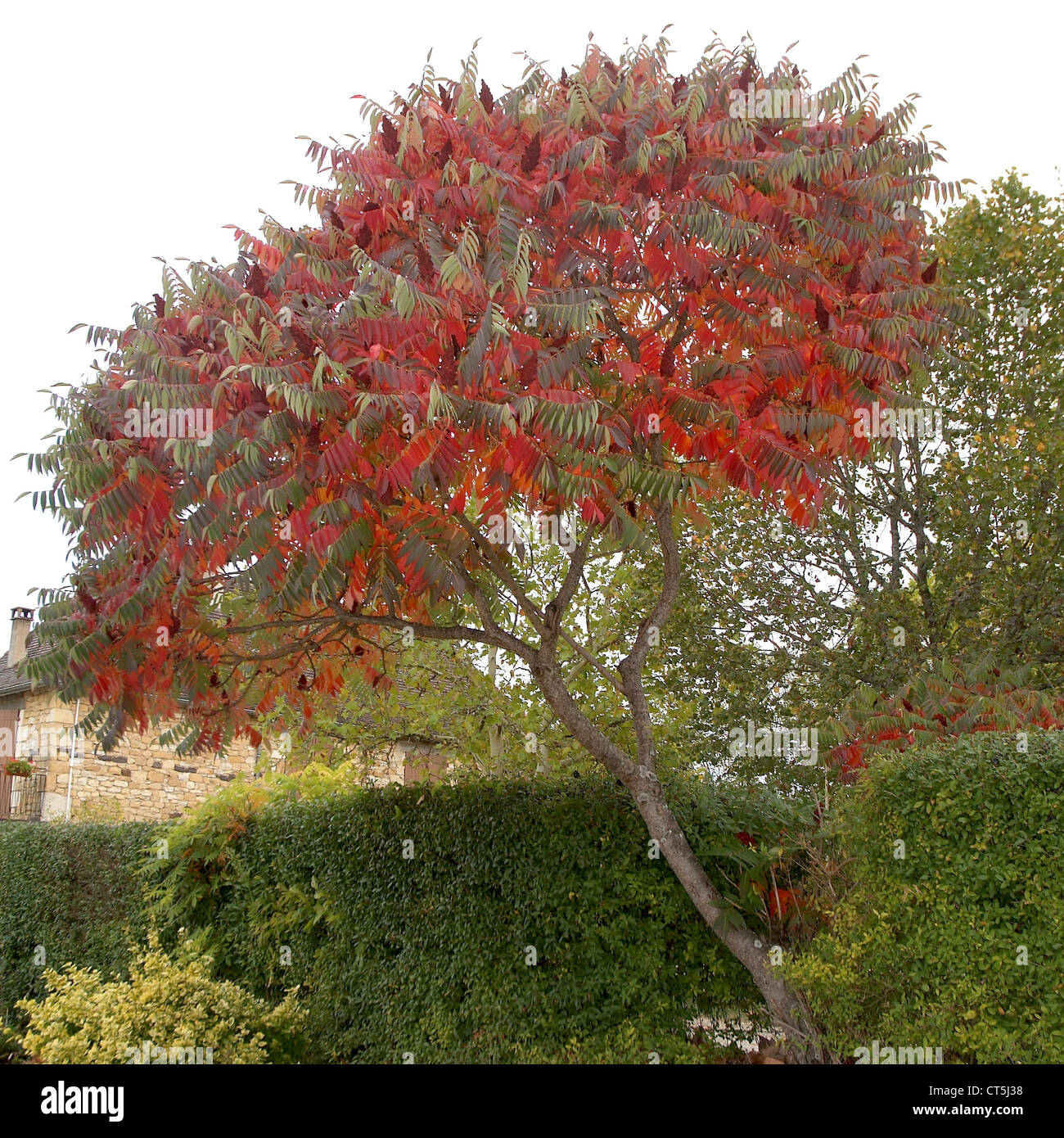 Sumac rhus sp hi-res stock photography and images - Alamy