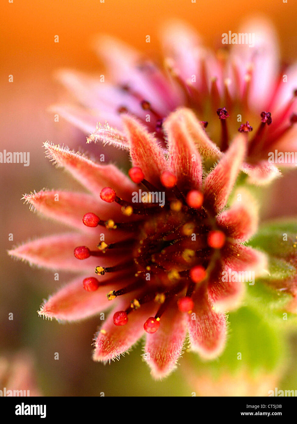 Hazy flower hi-res stock photography and images - Alamy