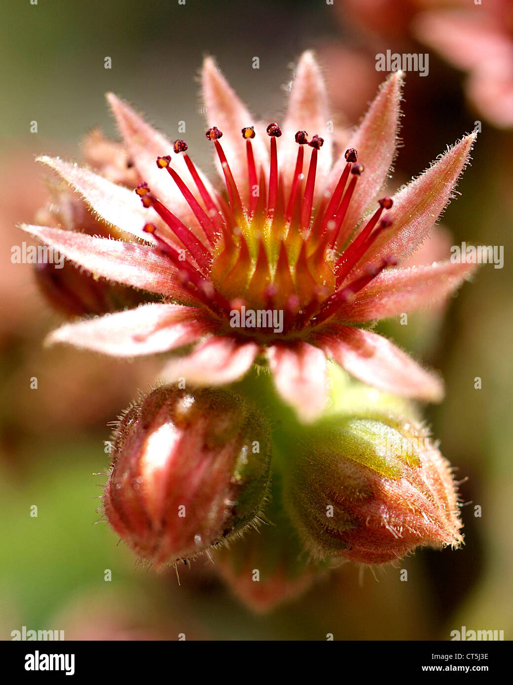 Hazy flower hi-res stock photography and images - Alamy