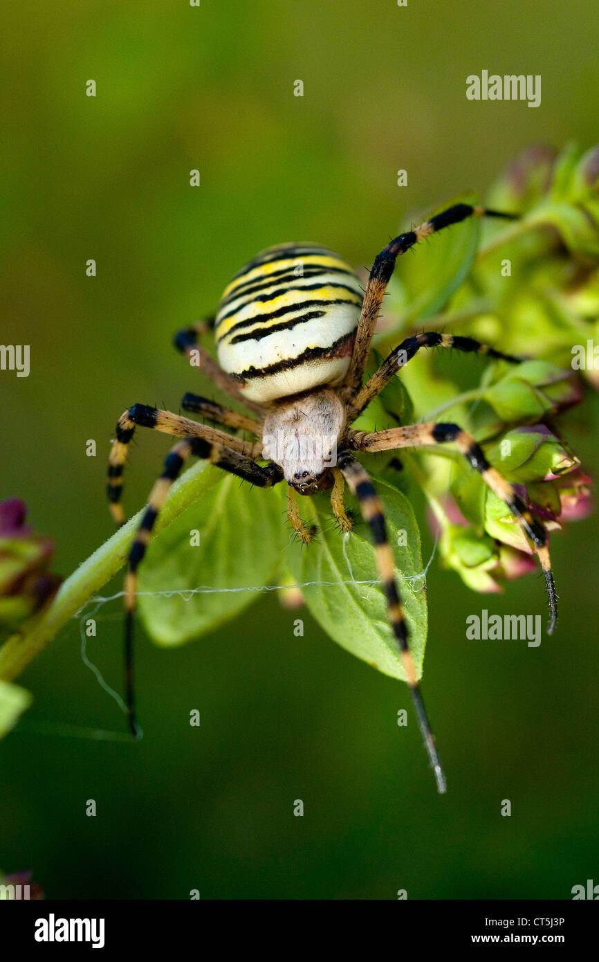 Argiopes Argiope Sp High Resolution Stock Photography and Images - Alamy