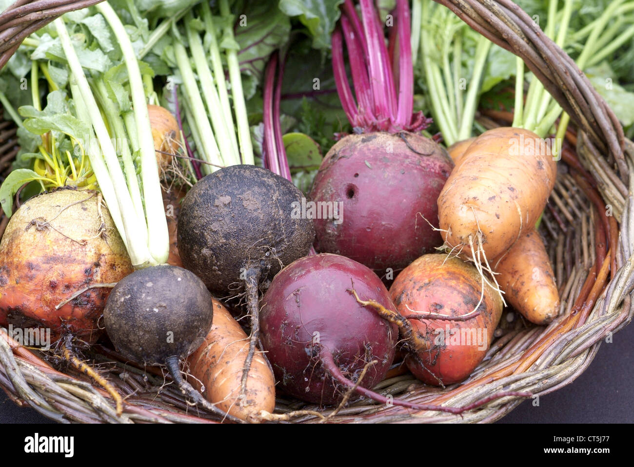 Cropping garden vegetables hi-res stock photography and images - Alamy