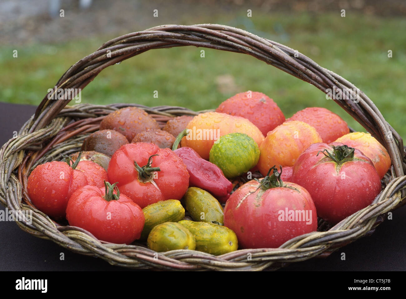 Tomato harvests hi-res stock photography and images - Alamy