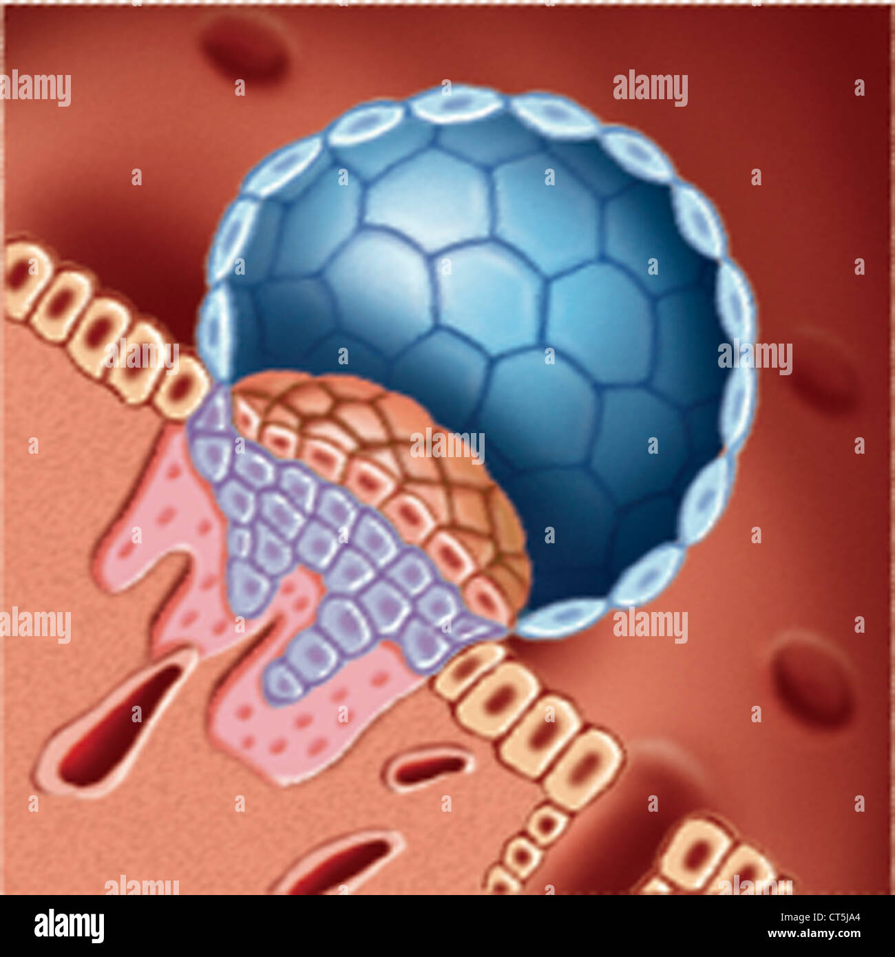 Embryo in womb pose hi-res stock photography and images - Alamy