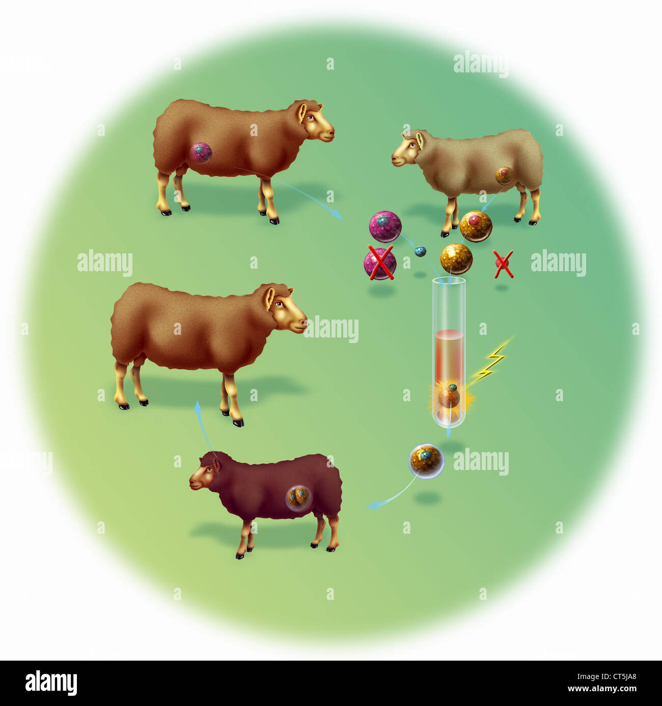 Genetics experiments hi-res stock photography and images - Alamy