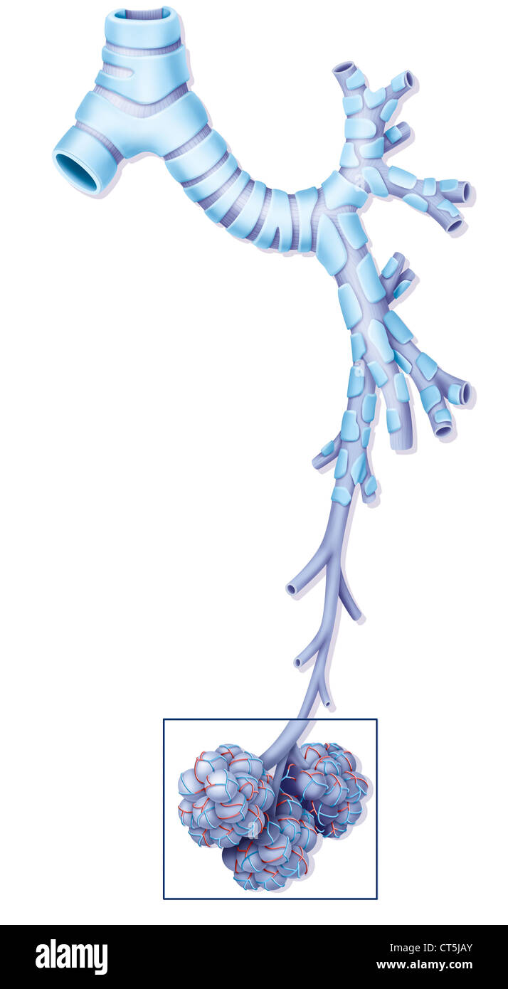 Bronchus hi-res stock photography and images - Alamy