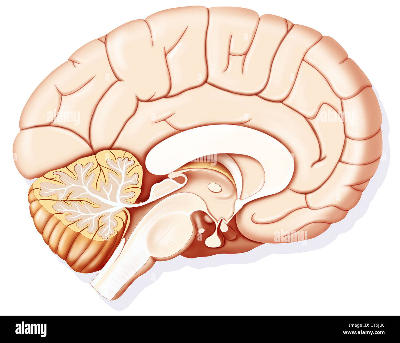 Rhinencephalon hi-res stock photography and images - Alamy