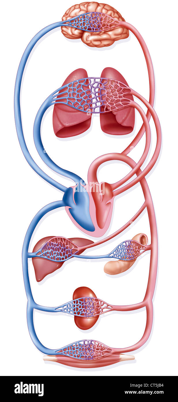Heart, blood vessels lungs hi-res stock photography and images - Alamy