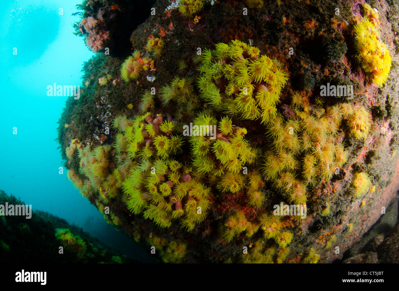 Rig coral hi-res stock photography and images - Alamy