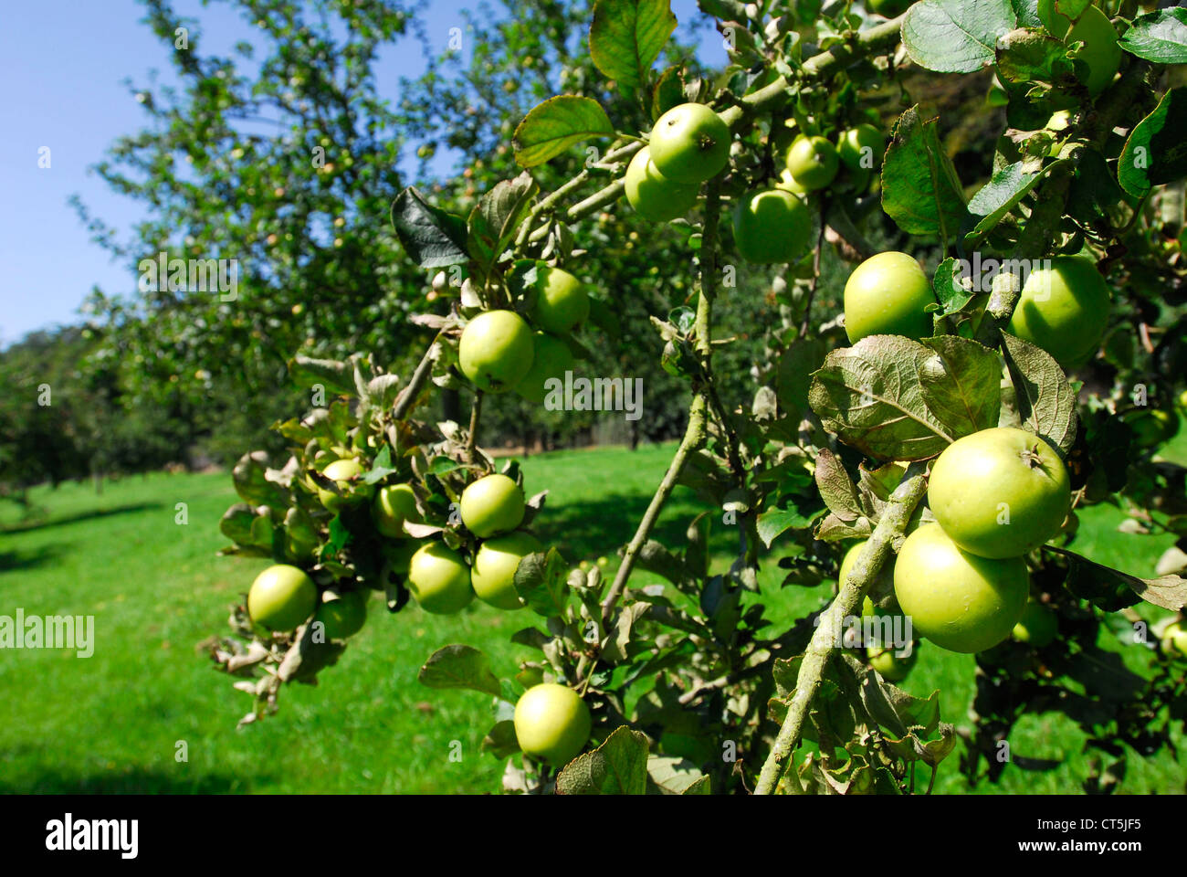 Fruitful apple tree hi-res stock photography and images - Alamy