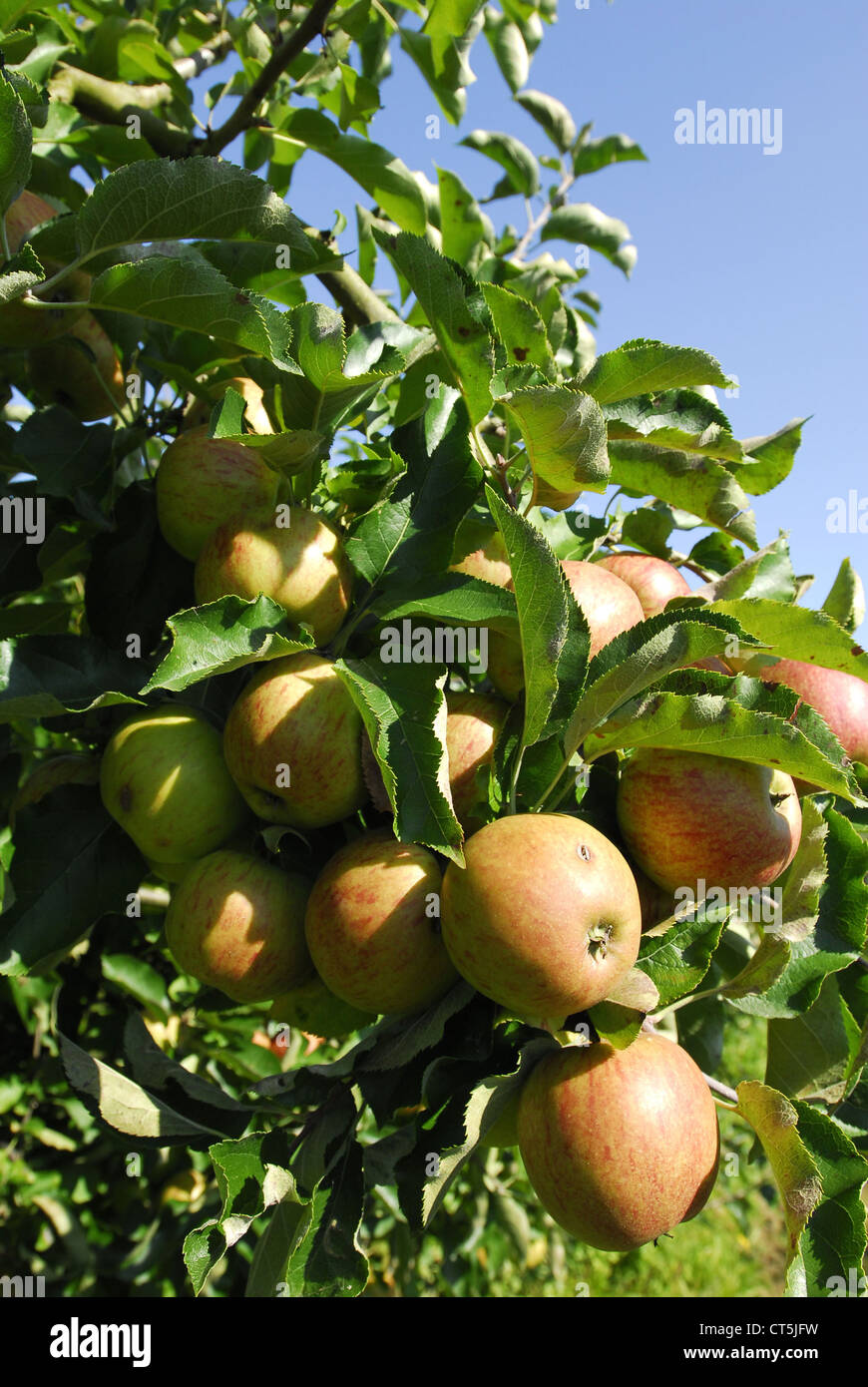 Fruitful apple tree hi-res stock photography and images - Alamy