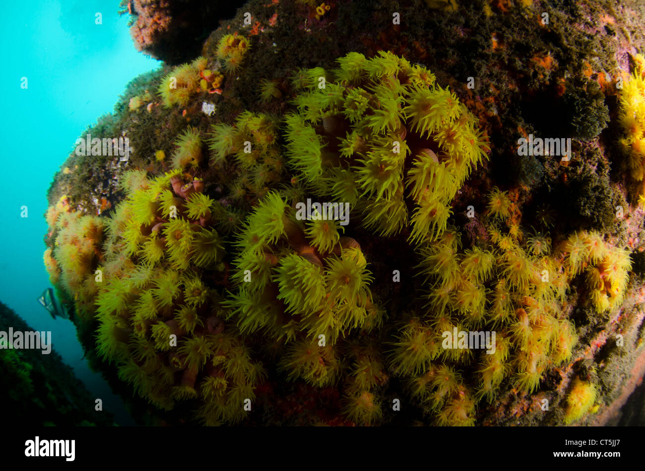 Sun coral, Tubastrea sp. exotic species of coral in Alcatrazes ...