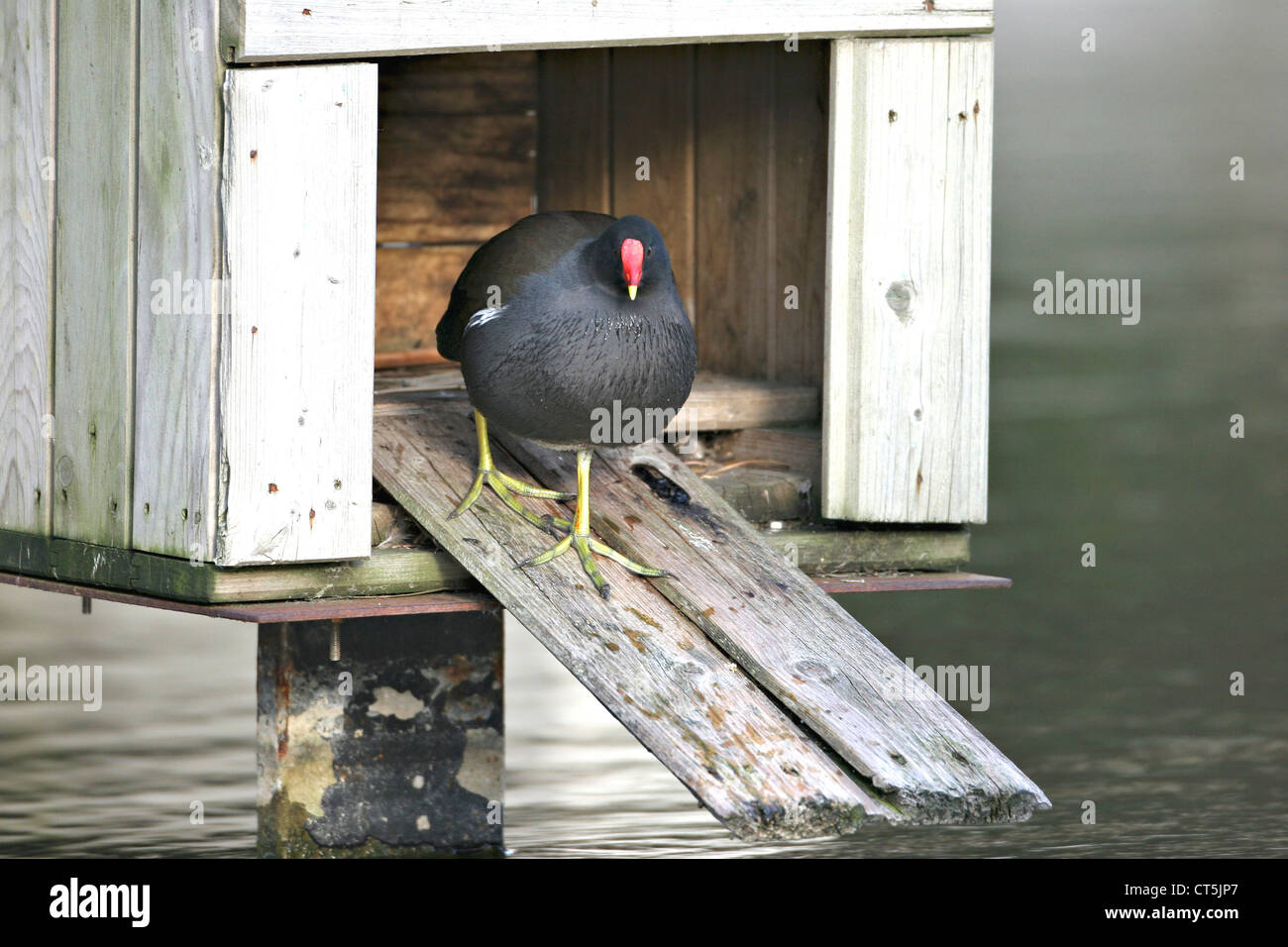 Common moorhen nesting hi-res stock photography and images - Alamy