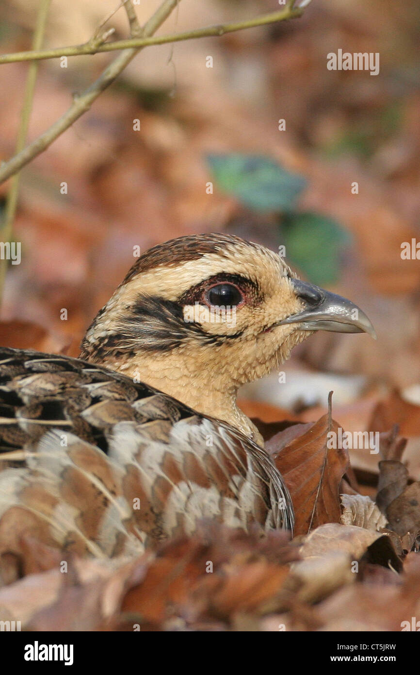 Reevess pheasant syrmaticus reevesii hi-res stock photography and ...