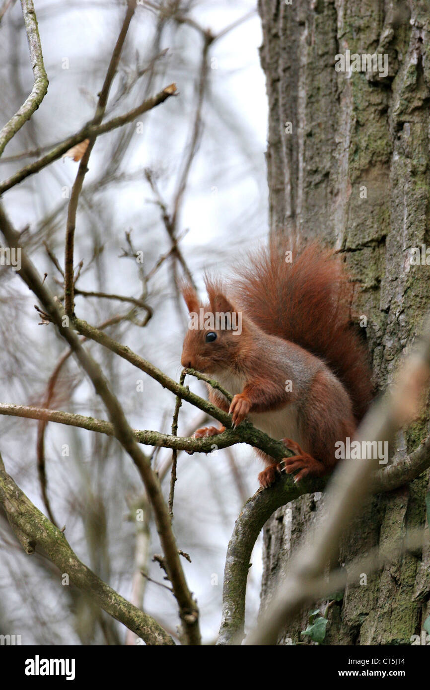 EURASIAN RED SQUIRREL Stock Photo - Alamy
