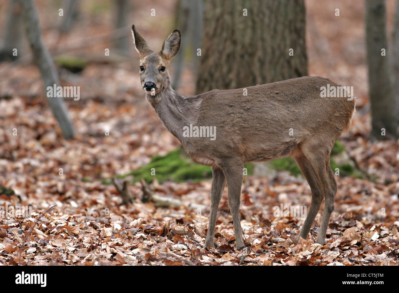 Dead european roe deer hi-res stock photography and images - Alamy