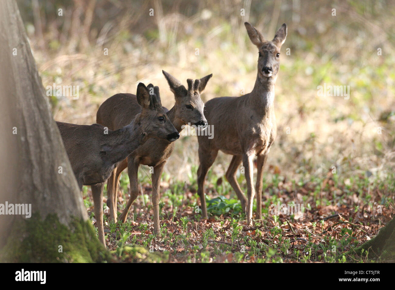 WESTERN ROE DEER Stock Photo - Alamy
