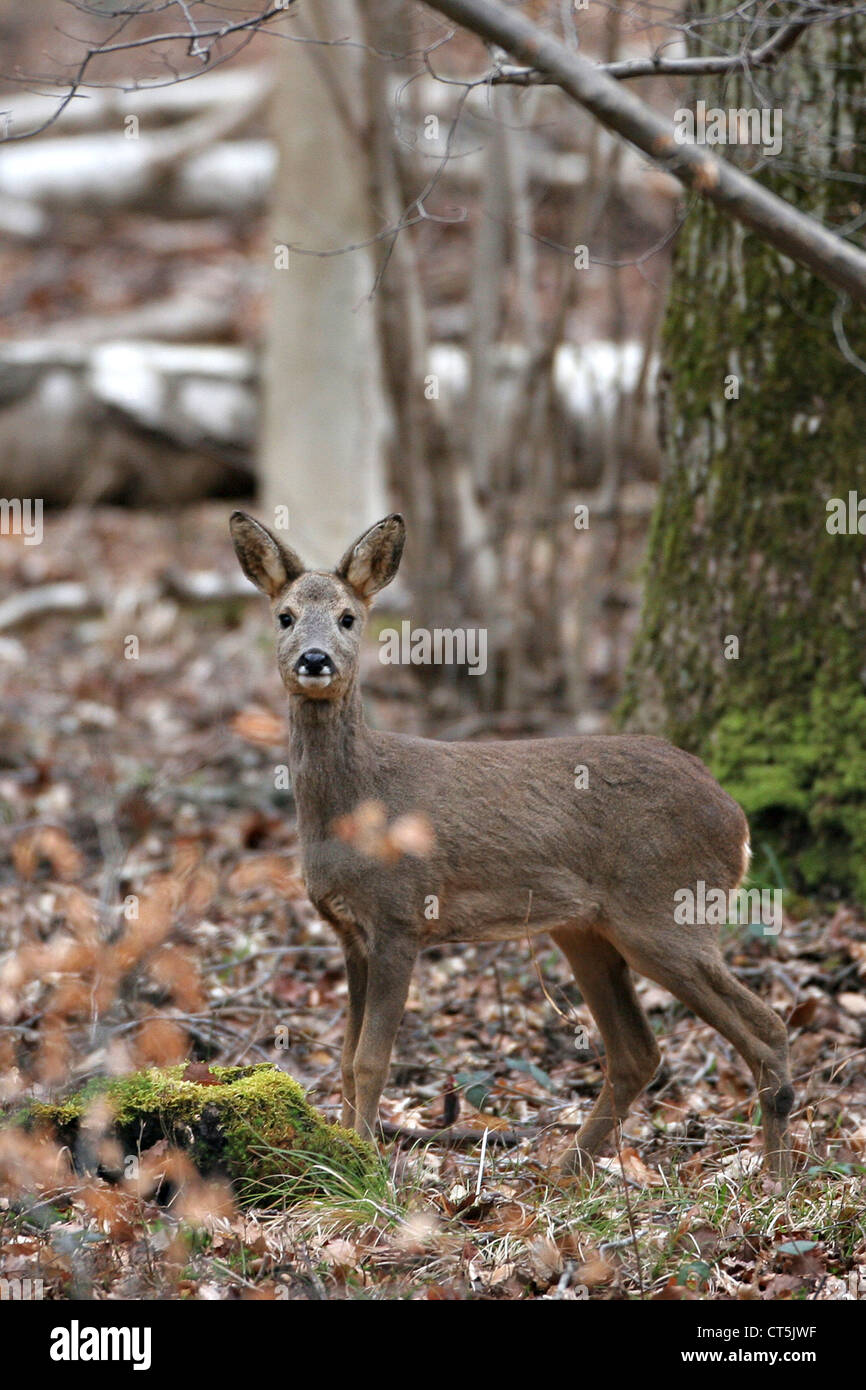 WESTERN ROE DEER Stock Photo - Alamy