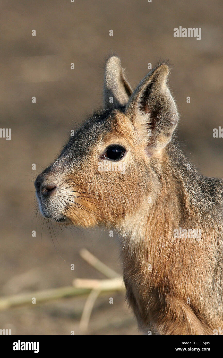Cavies mara hi-res stock photography and images - Alamy