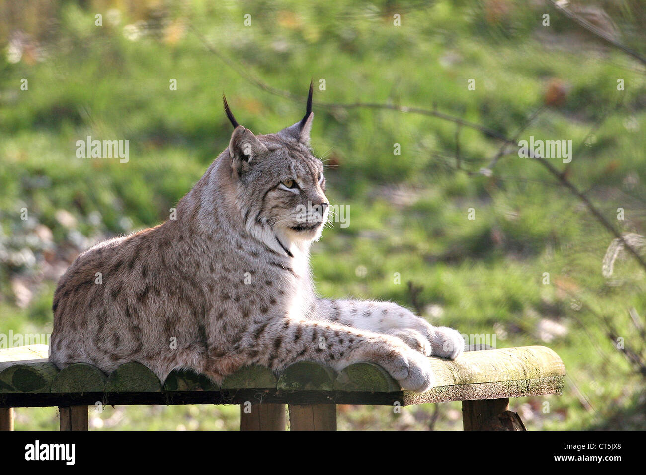 Lynx sp hi-res stock photography and images - Alamy