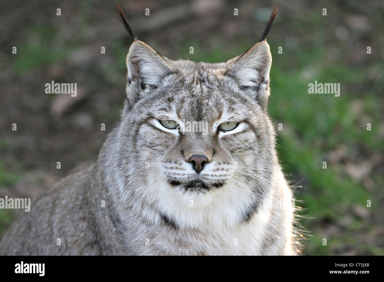 Canada lynx lynx canadensis portrait hi-res stock photography and ...