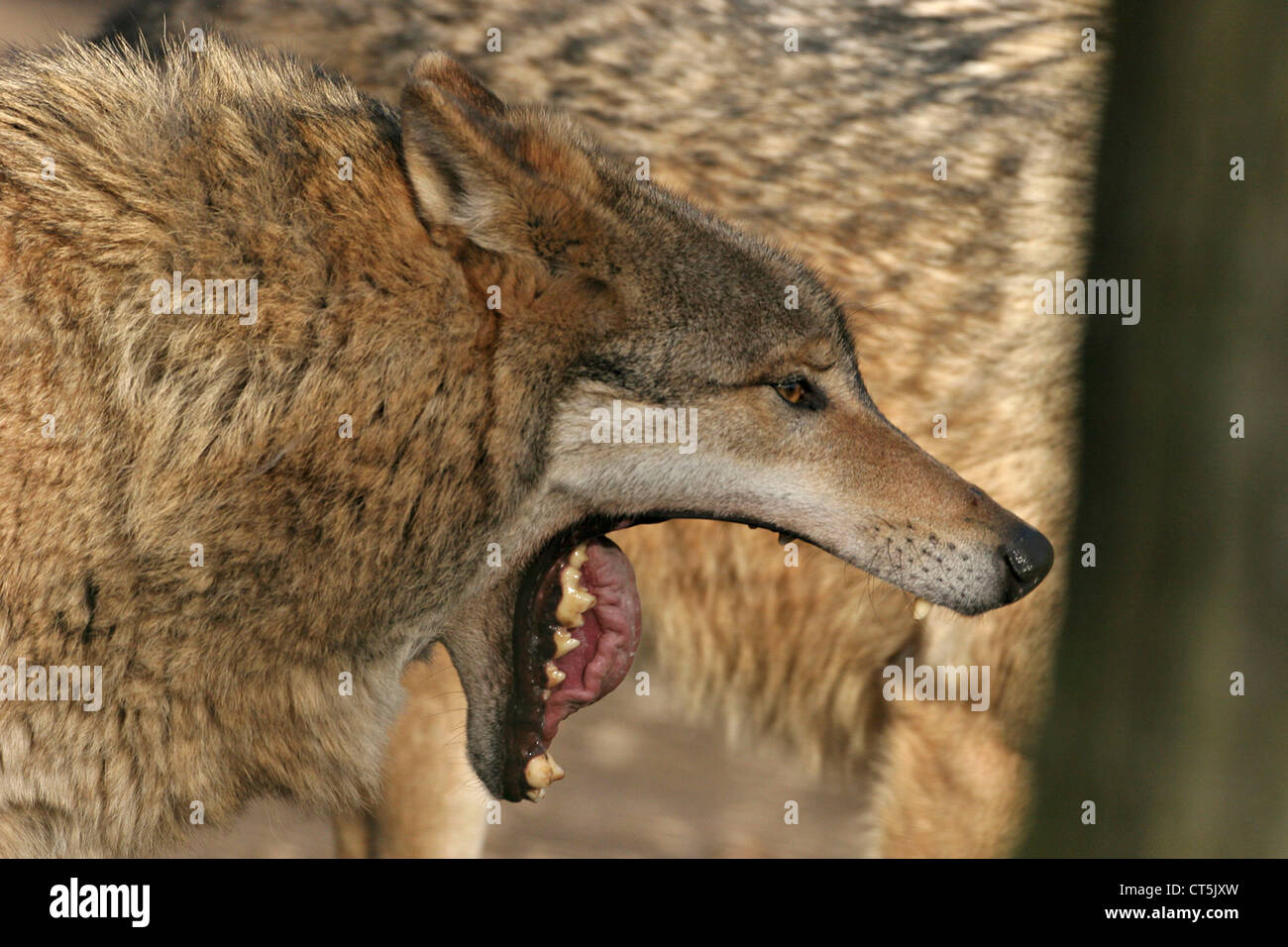 Wolf profile view hi-res stock photography and images - Alamy