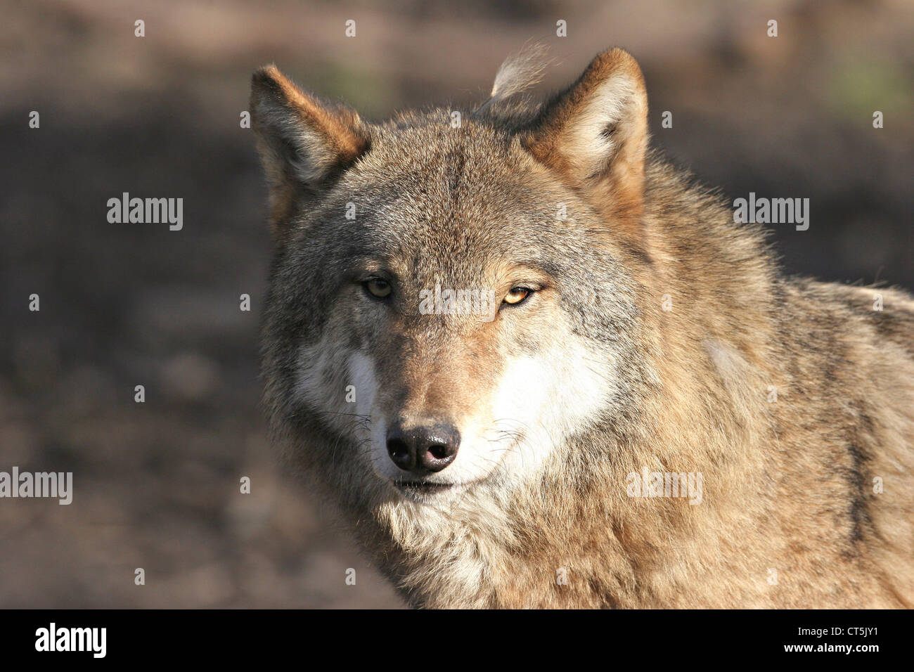 Wolves canis sp hi-res stock photography and images - Alamy