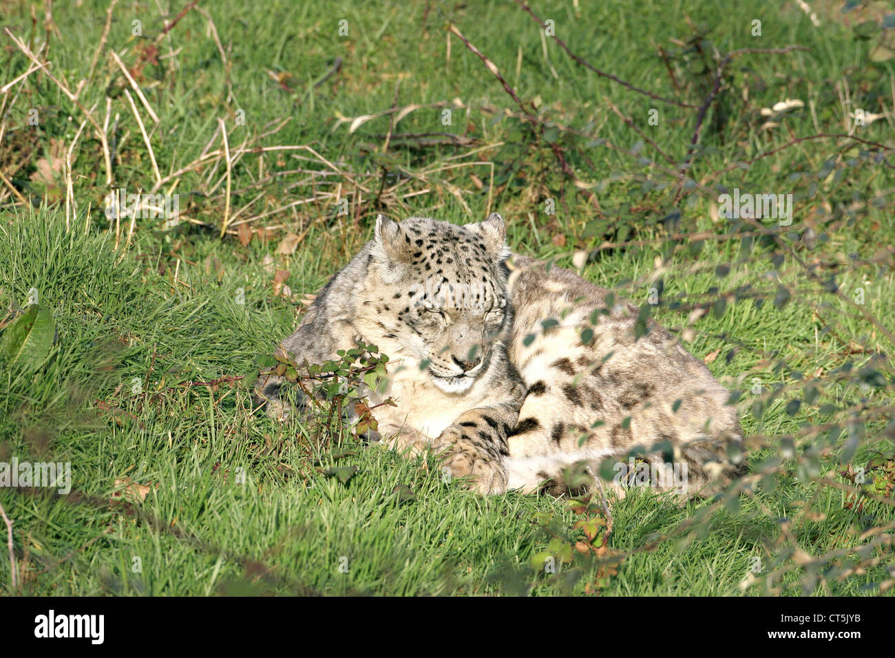 Snow leopard relaxed hi-res stock photography and images - Alamy