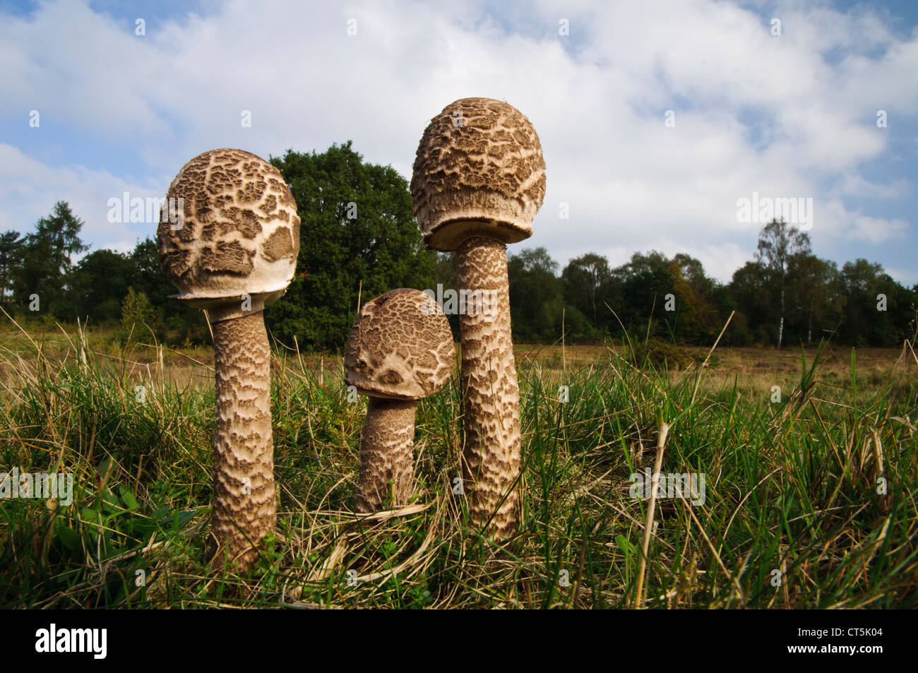 Chlorophyllum rhacodes hi-res stock photography and images - Alamy