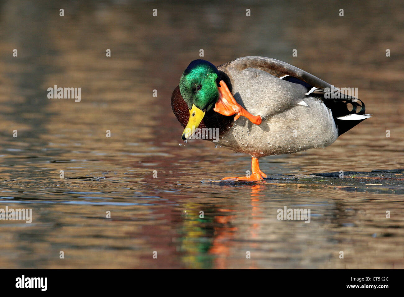 Funny mallards hi-res stock photography and images - Alamy