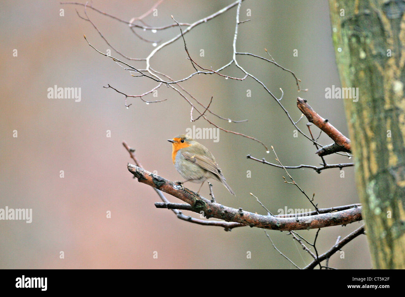 Side profile of robin hi-res stock photography and images - Alamy
