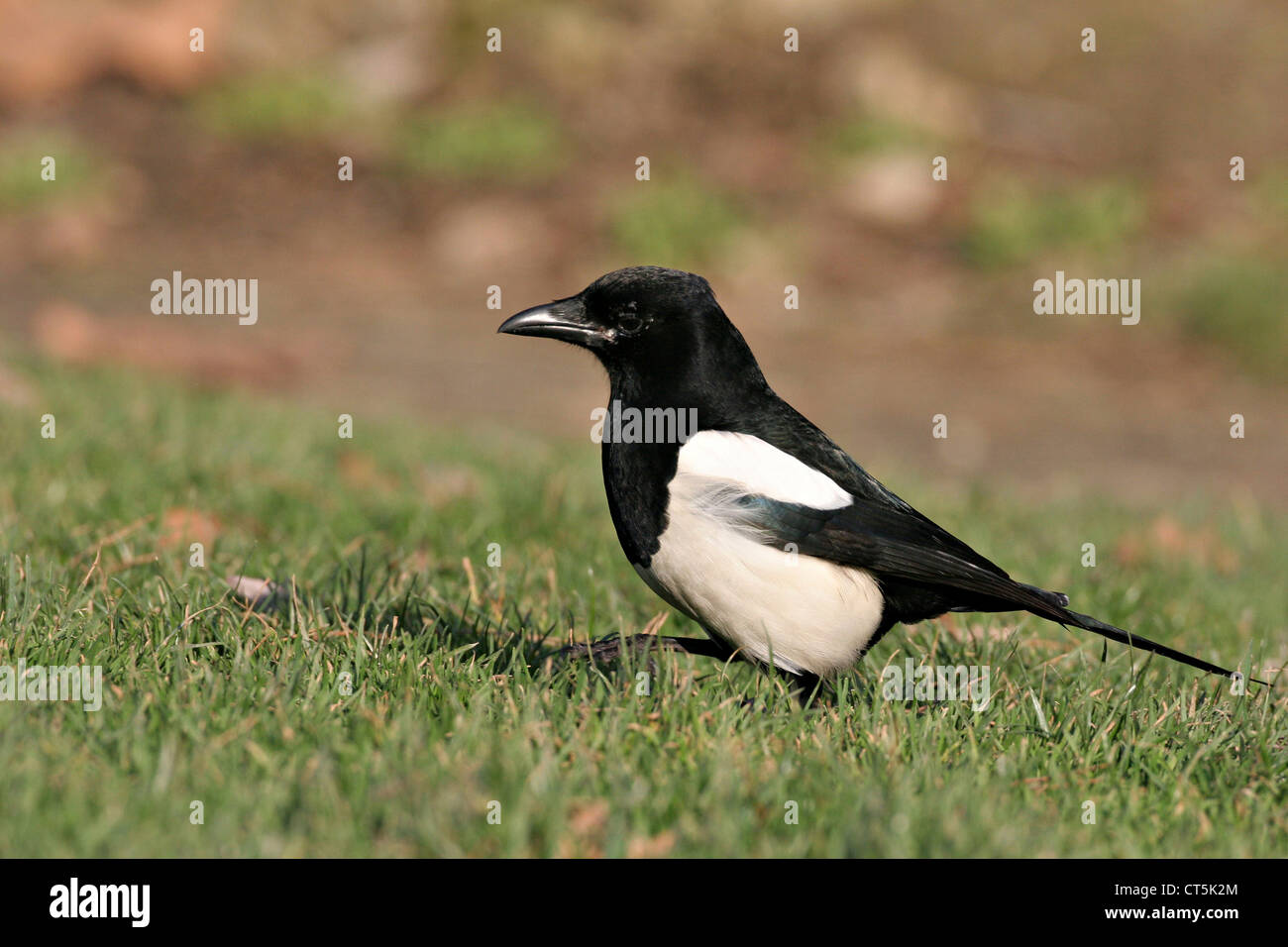 Magpie profile hi-res stock photography and images - Alamy