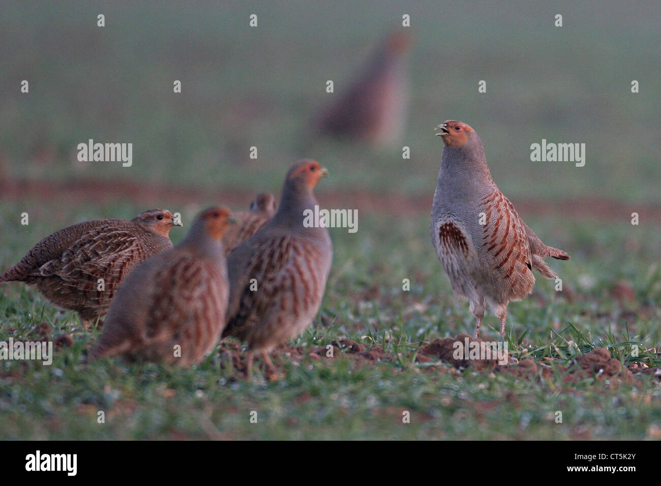Group of grey partridges partridge hi-res stock photography and images ...