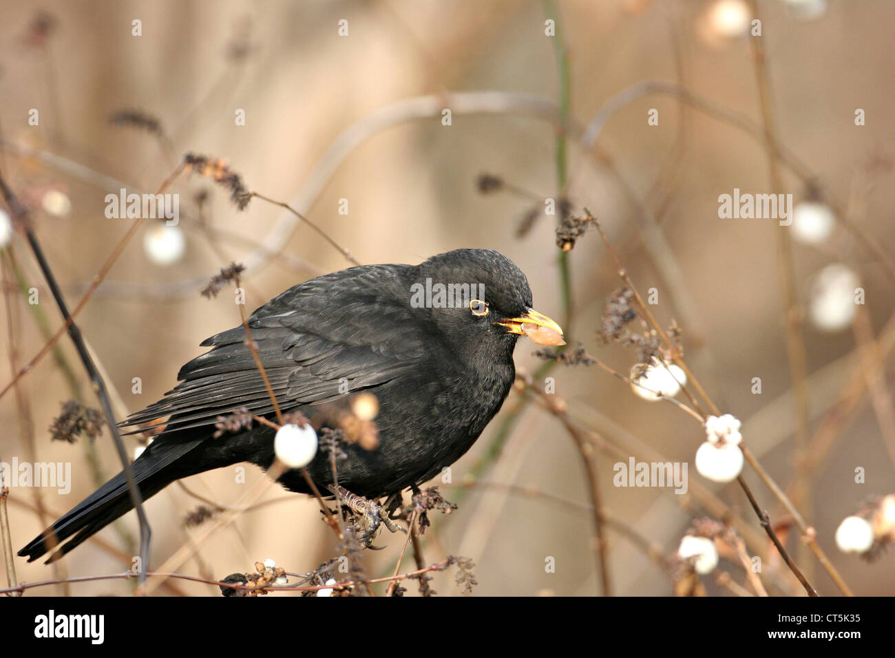 Blackbirds profile hi-res stock photography and images - Alamy